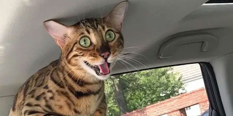 (VIDEO) Mačka sa dramatičnom reakcijom na prvu vožnju nasmijala TikTok ...